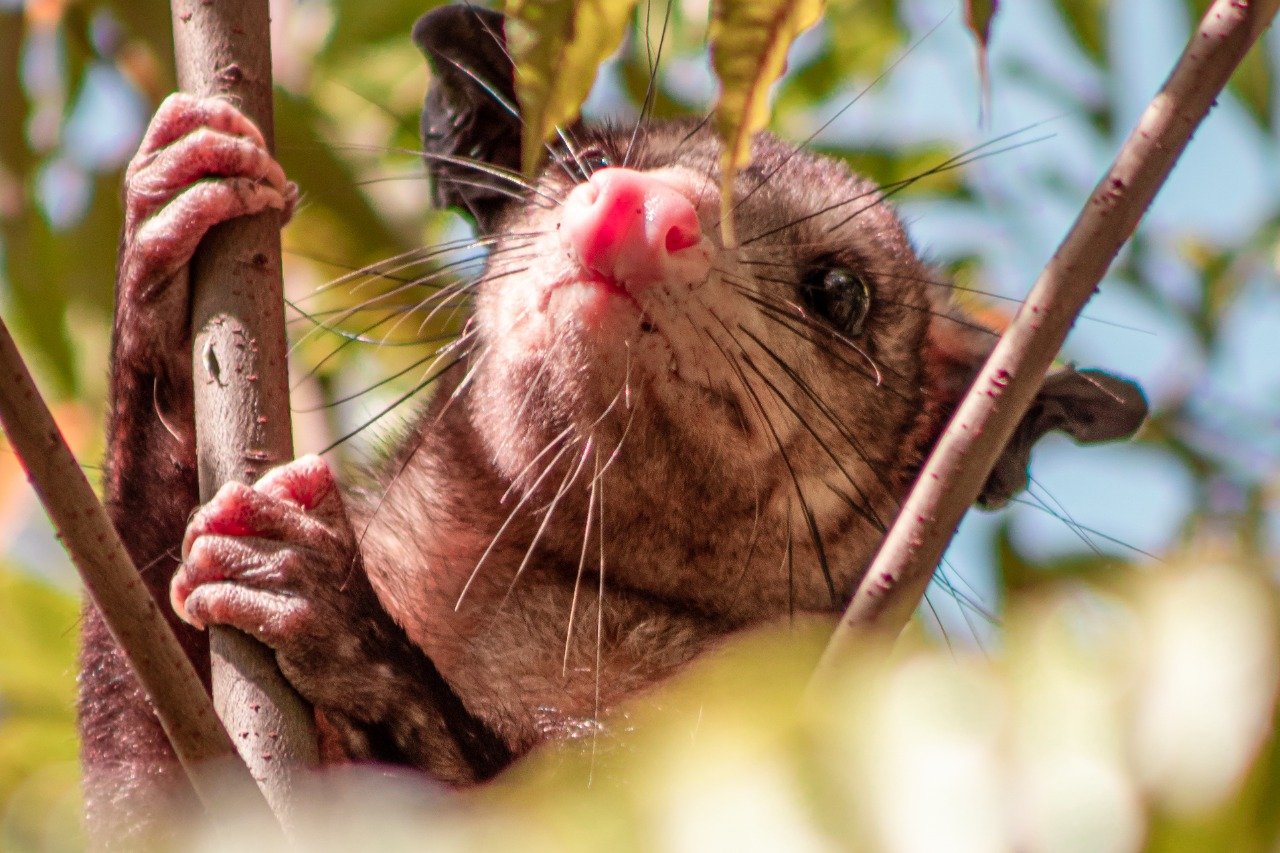El valle de la zarigüeya - Ciudad Sur